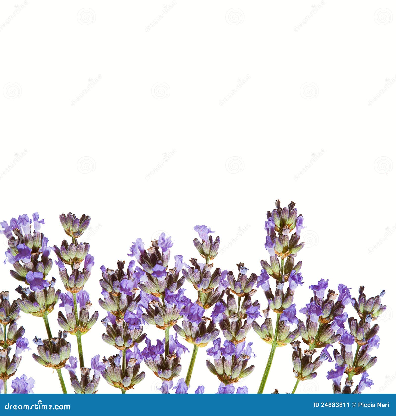 Lavender isolated on white stock image. Image of branch - 24883811