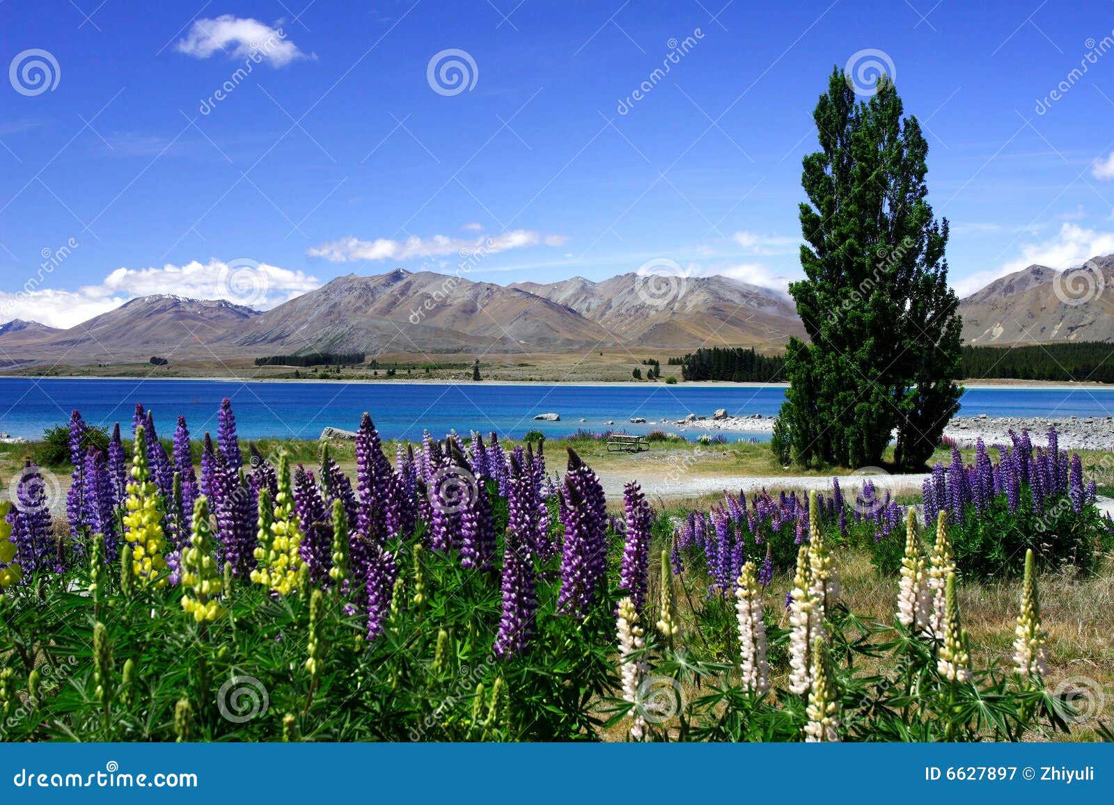 Lavender By Lake Tekapo (3) Picture. Image: 6627897