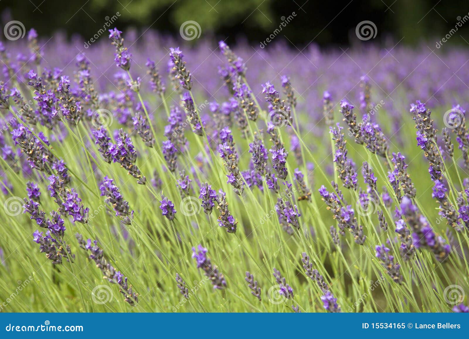 Lavender landscape stock image. Image of flower, floral - 15534165