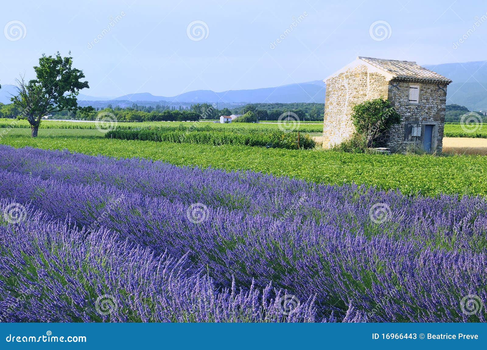Lavender in the landscape stock image. Image of europe - 16966443