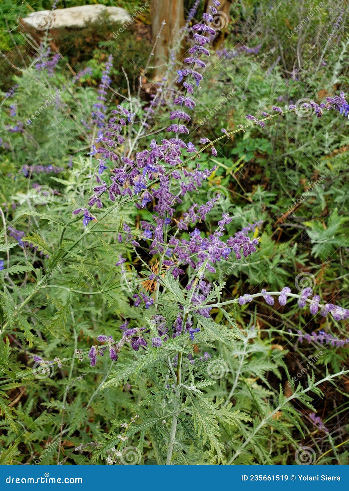 Lavender Lavanda flower stock image. Image of lavender - 235661519