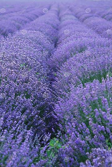 Lavender lines stock image. Image of herb, purple, perfume - 5439827