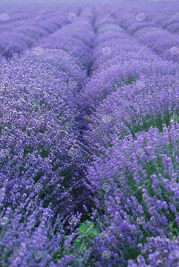 Lavender lines stock image. Image of herb, purple, perfume - 5439827