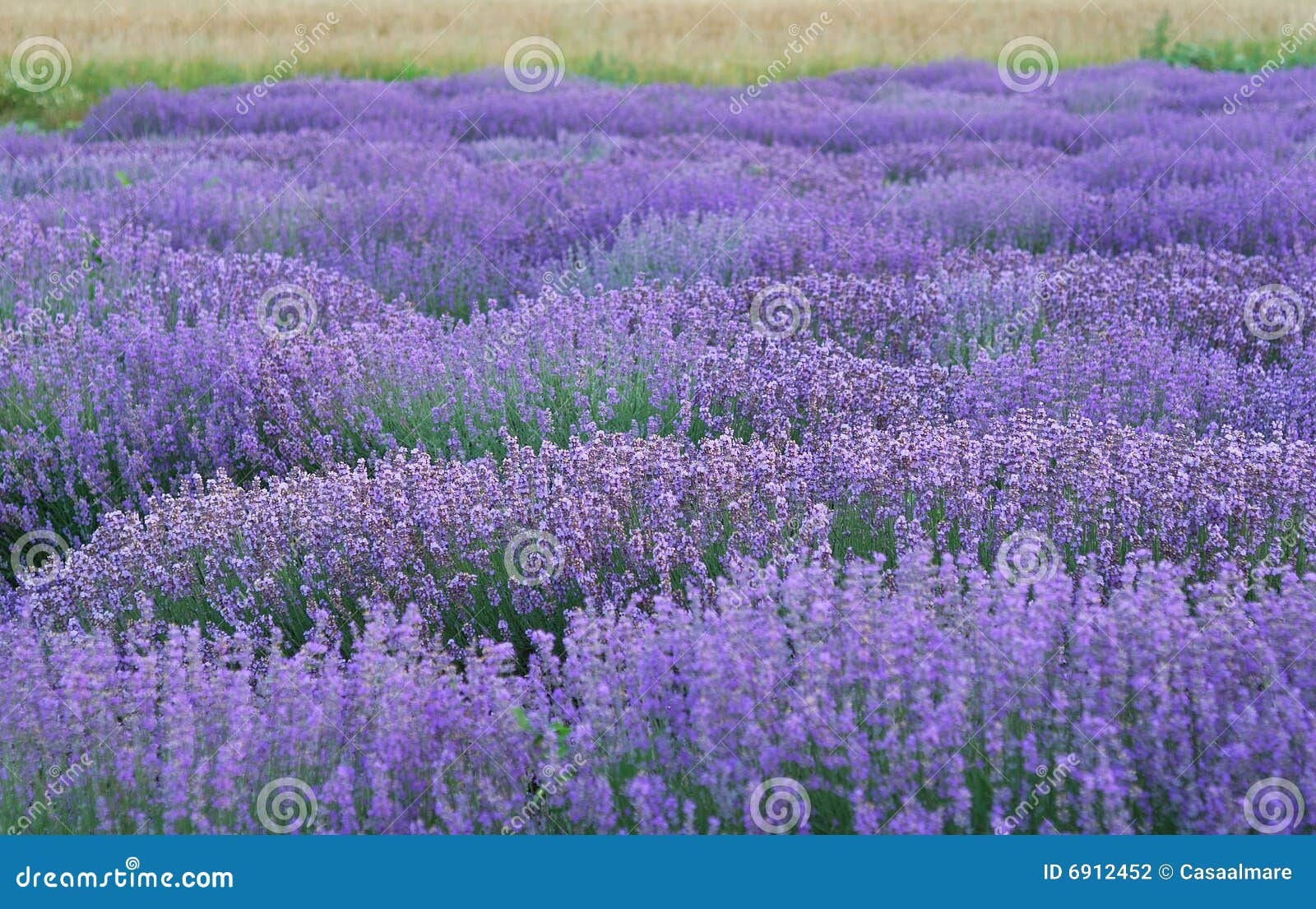 Lavender lines stock photo. Image of plant, relaxation - 6912452