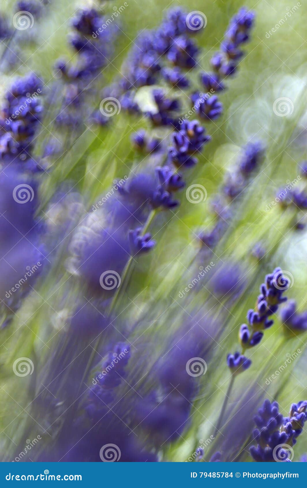 Lavender stock photo. Image of long, exposure, movement - 79485784