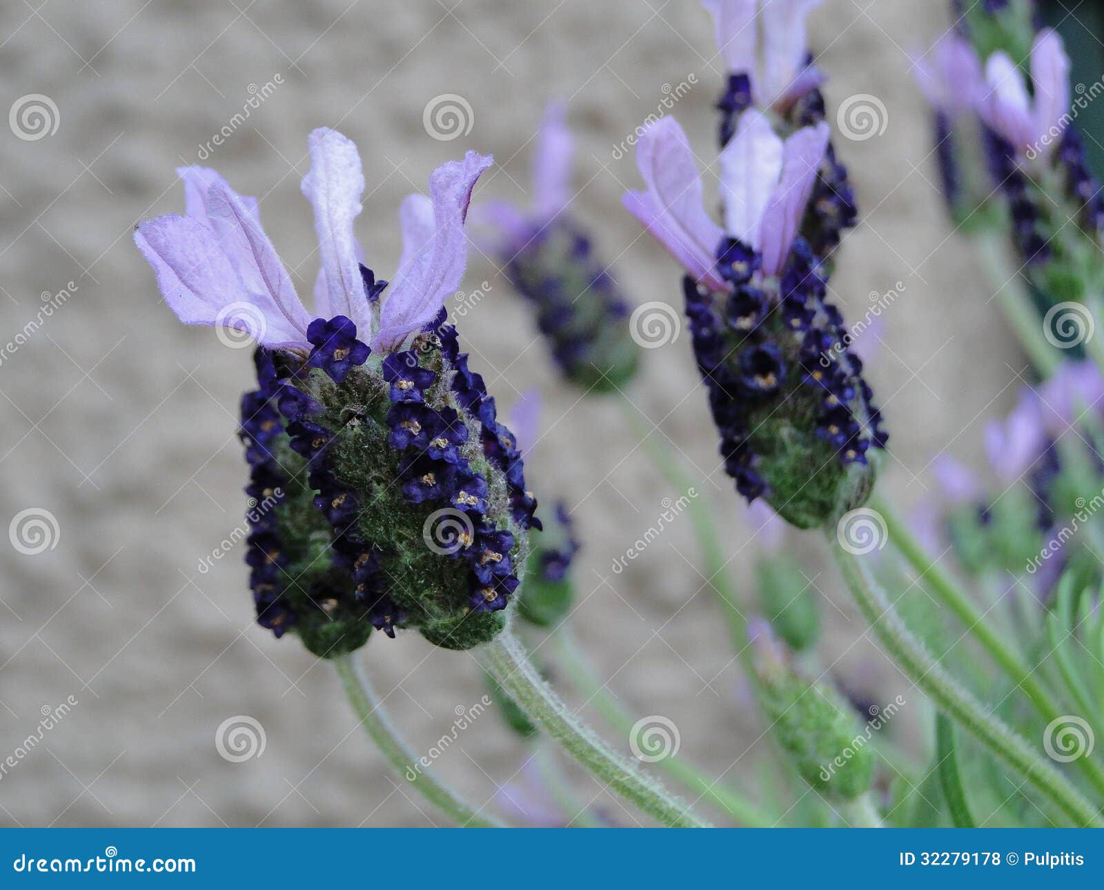 Lavender in a Market,Munich Stock Photo - Image of farmland, herbal ...
