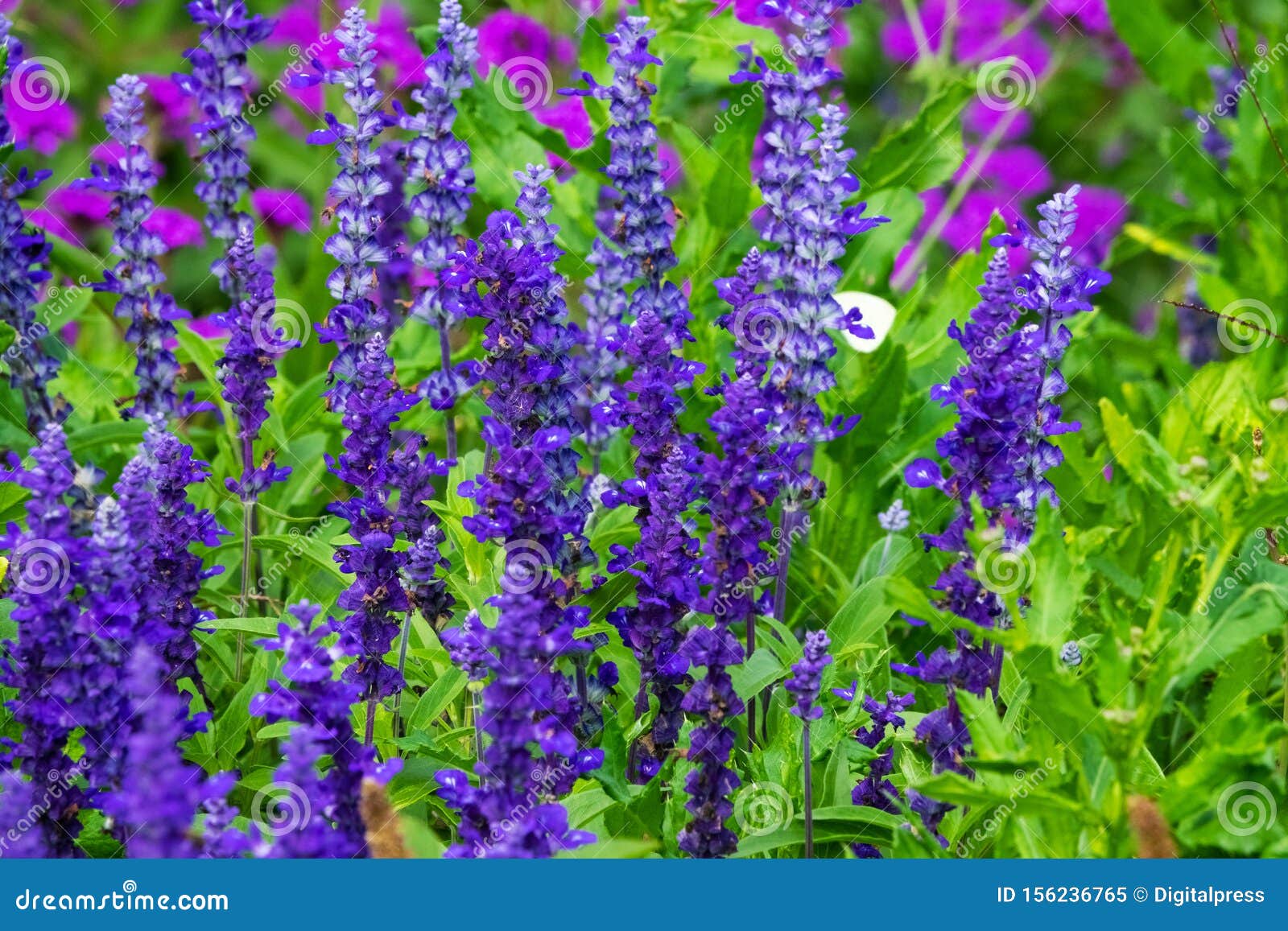 Lavender Meadow stock image. Image of herb, outdoors - 156236765