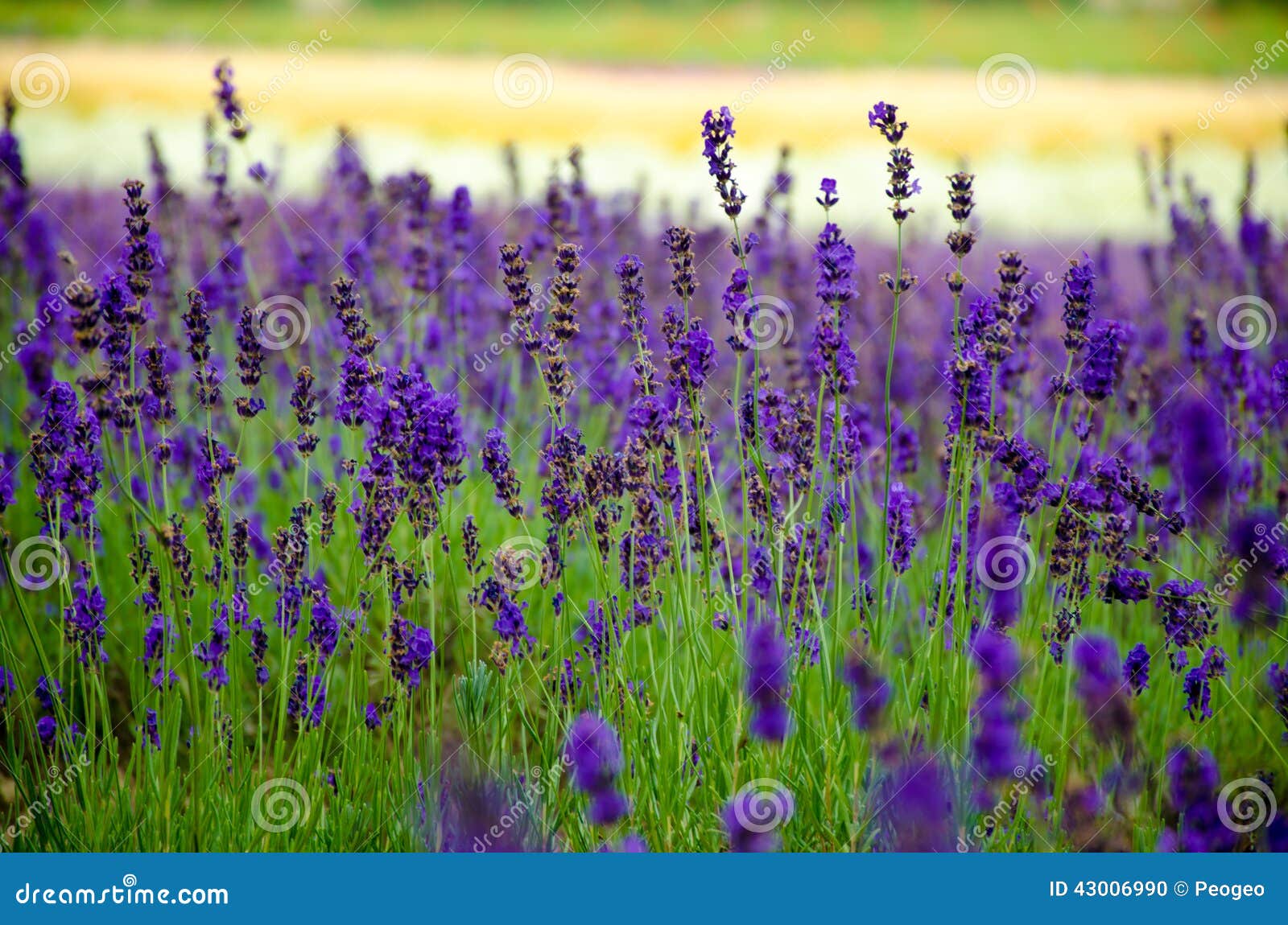 Lavender meadow in garden stock photo. Image of blooming - 43006990