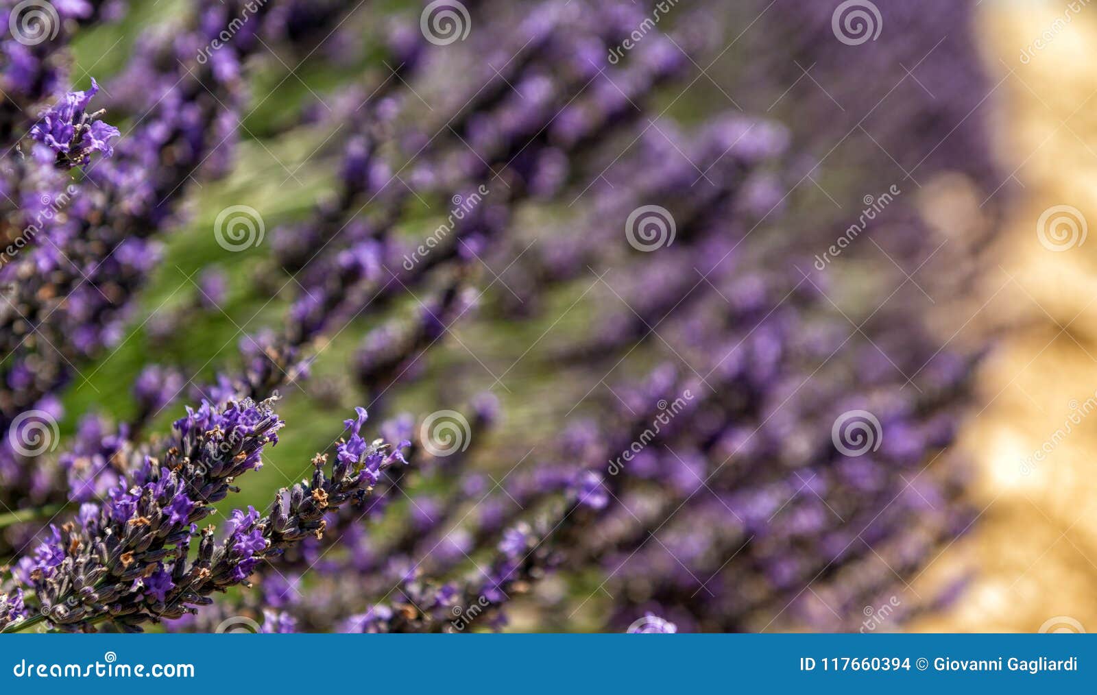 Lavender Meadows Panorama in Summer Season Stock Photo - Image of ...