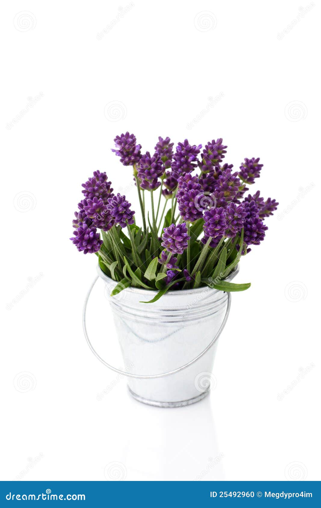 Lavender in a metal bucket stock photo. Image of herbal - 25492960
