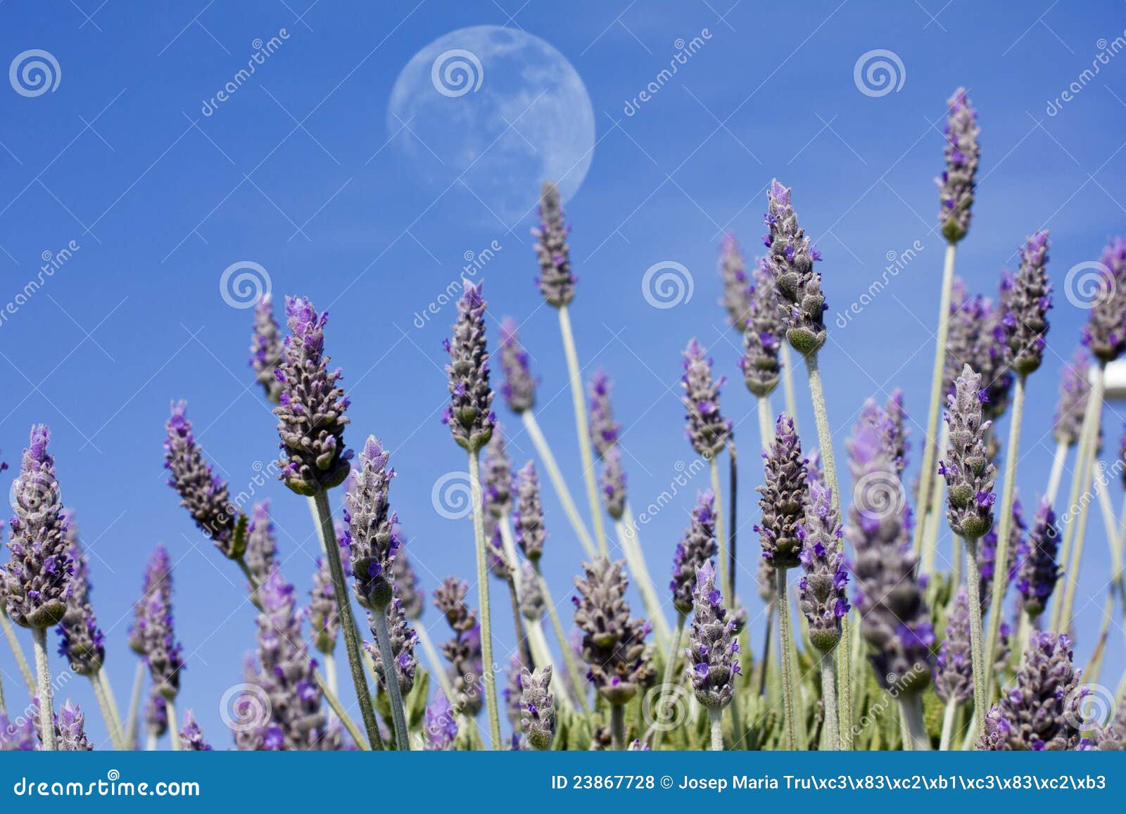 Lavender moon stock photo. Image of garden, flowers, lila - 23867728