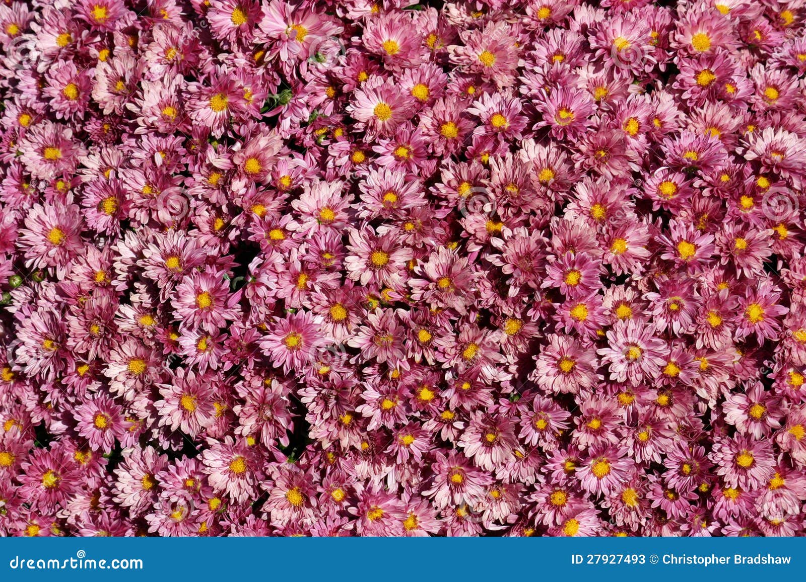 Lavender Mums stock image. Image of garden, blooming - 27927493