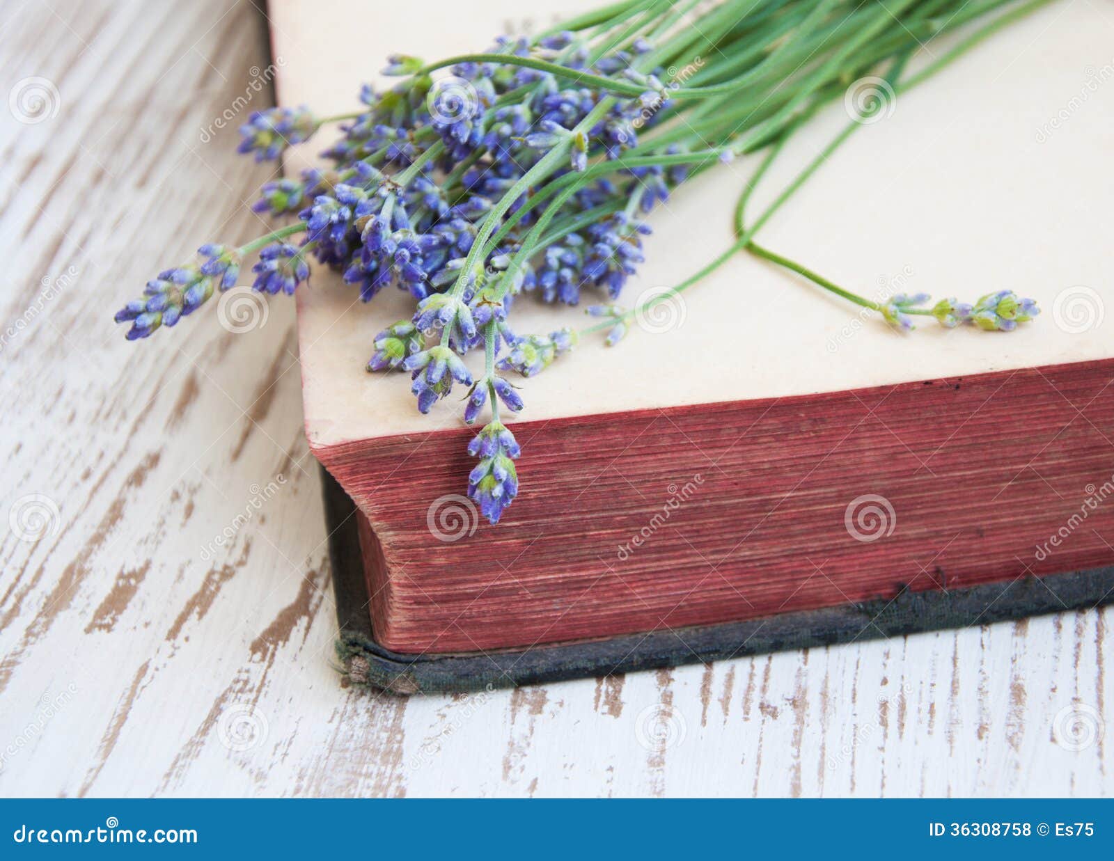 Lavender on an old book stock photo. Image of literature - 36308758