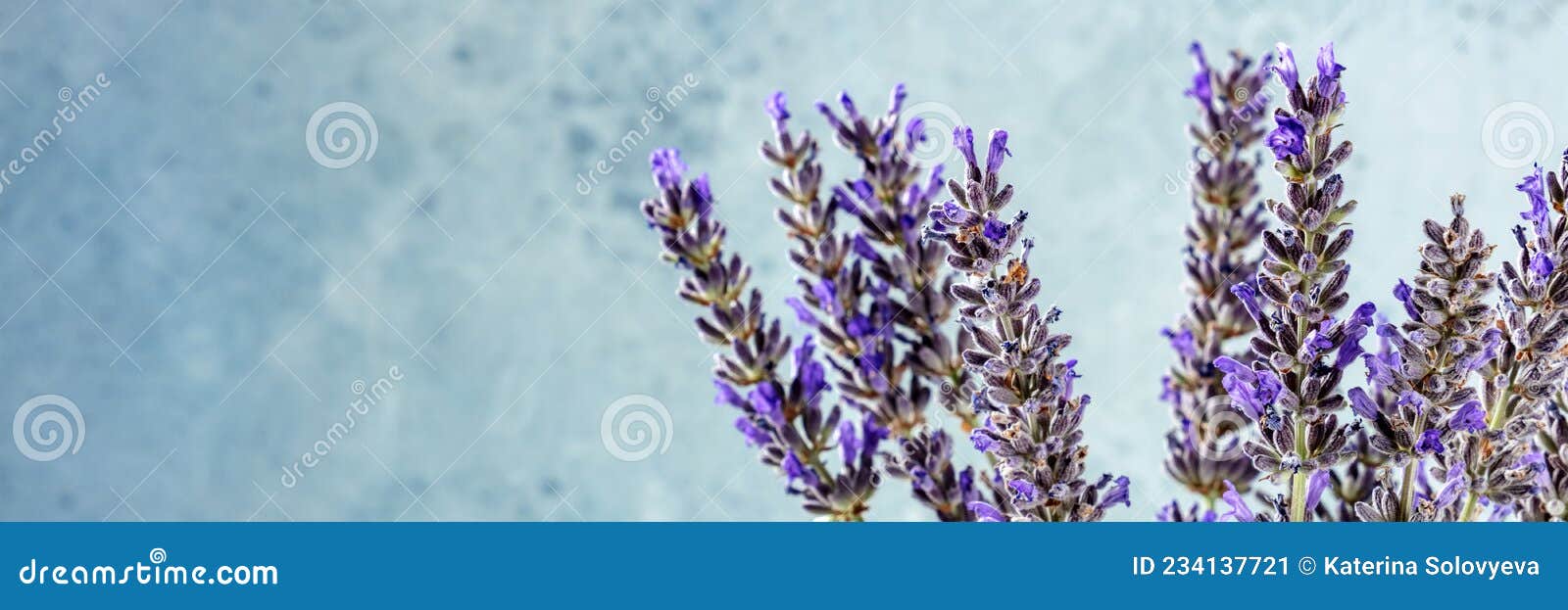 Lavender Panorama with Copy Space. Lavandula Plants Panoramic Header ...