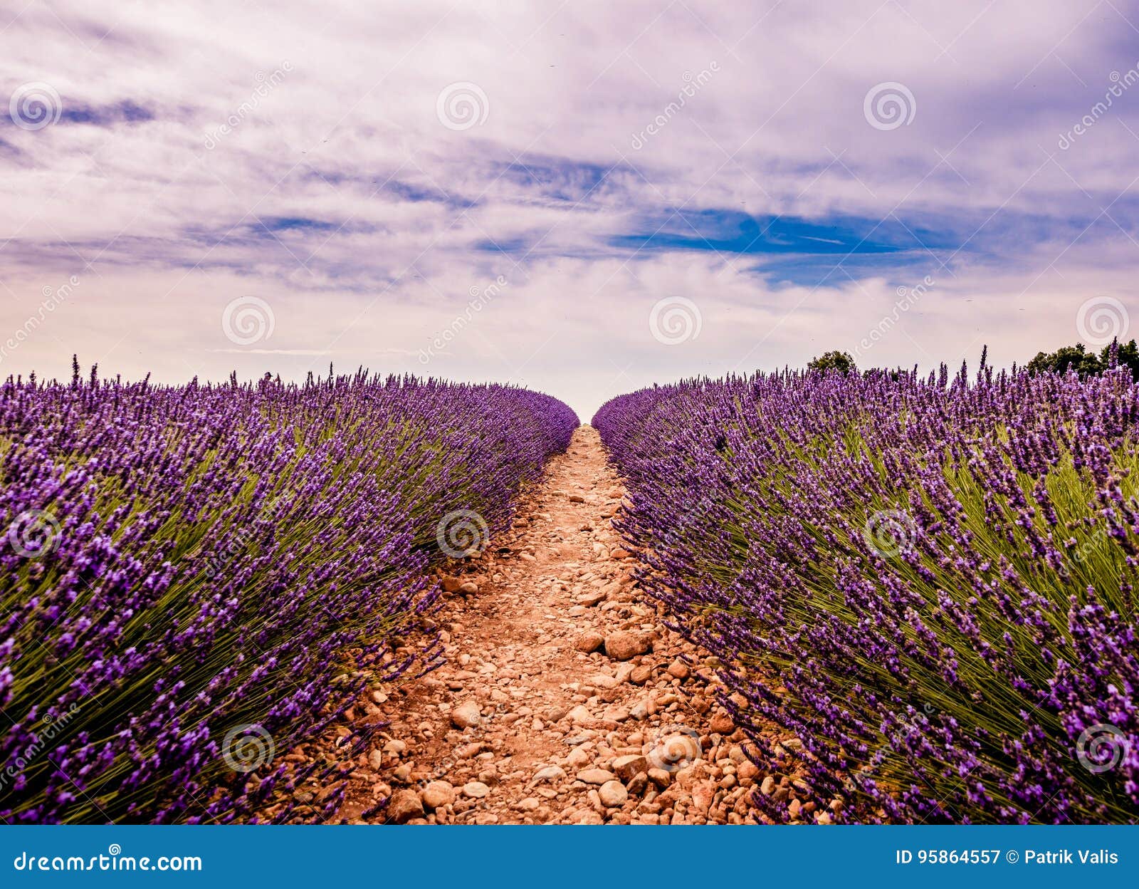 Lavender Paths between Stones. Stock Image - Image of fragrance, lonely ...