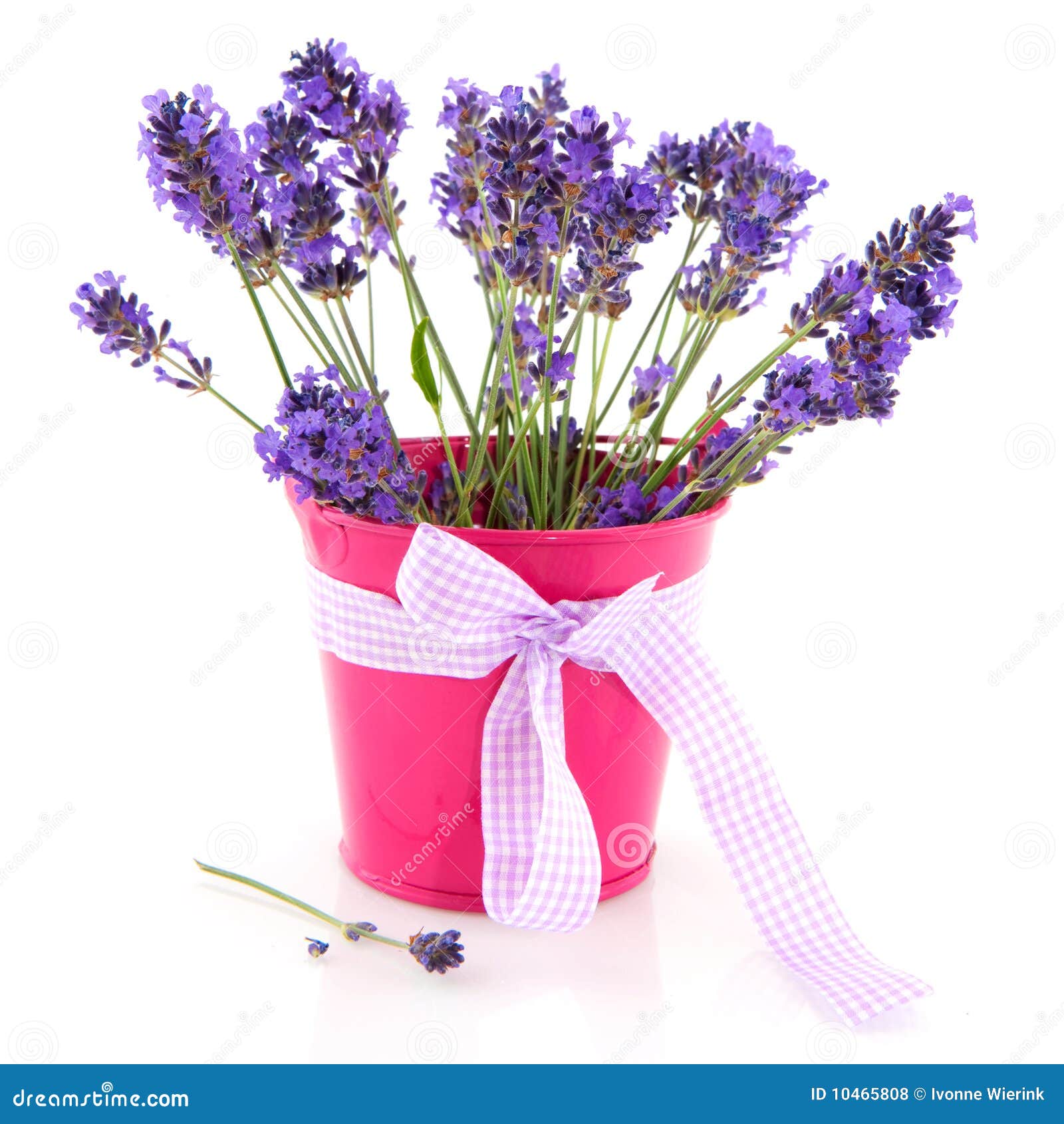 Lavender in pink bucket stock photo. Image of pink, french - 10465808