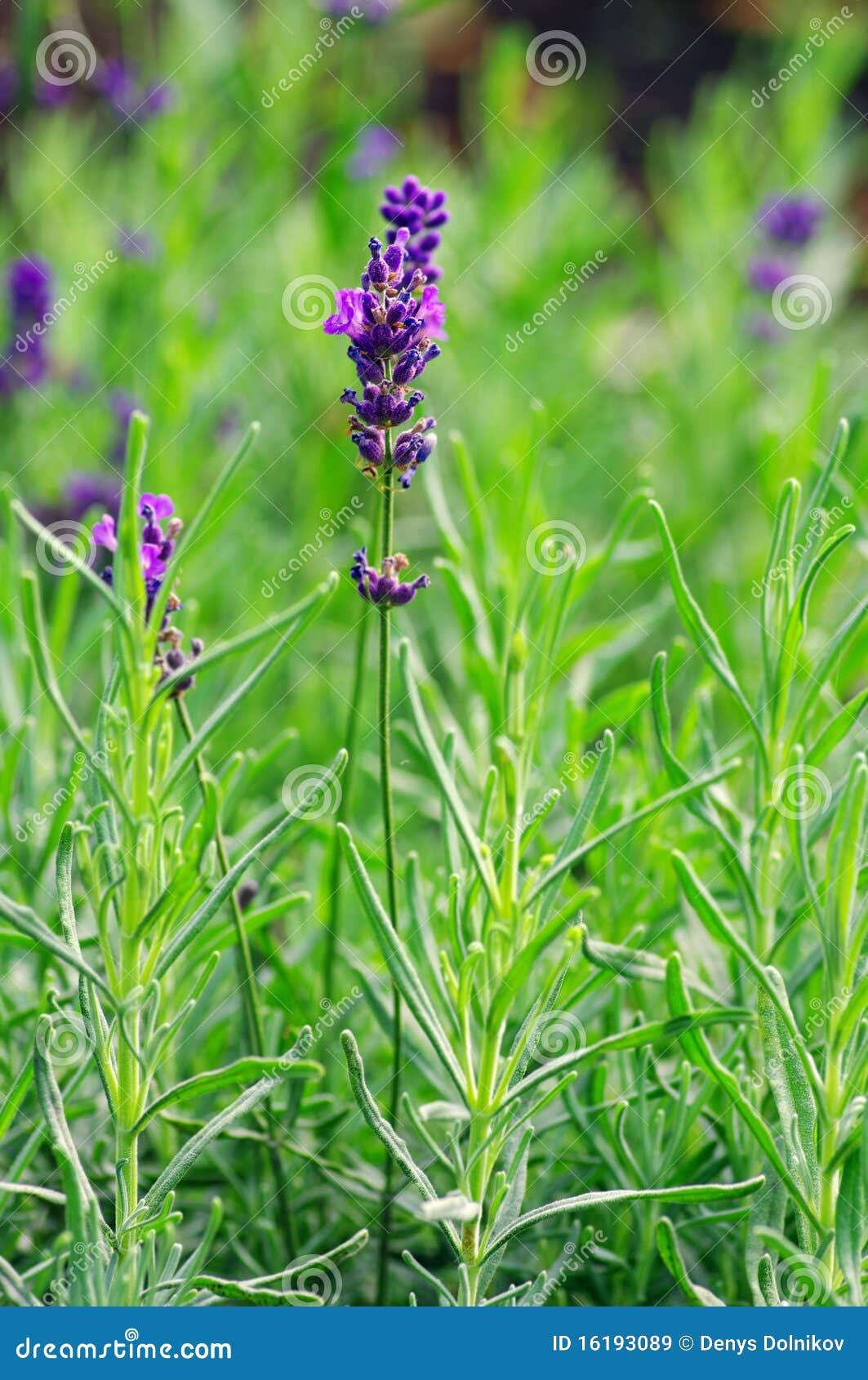 Lavender plant. stock image. Image of color, growing - 16193089