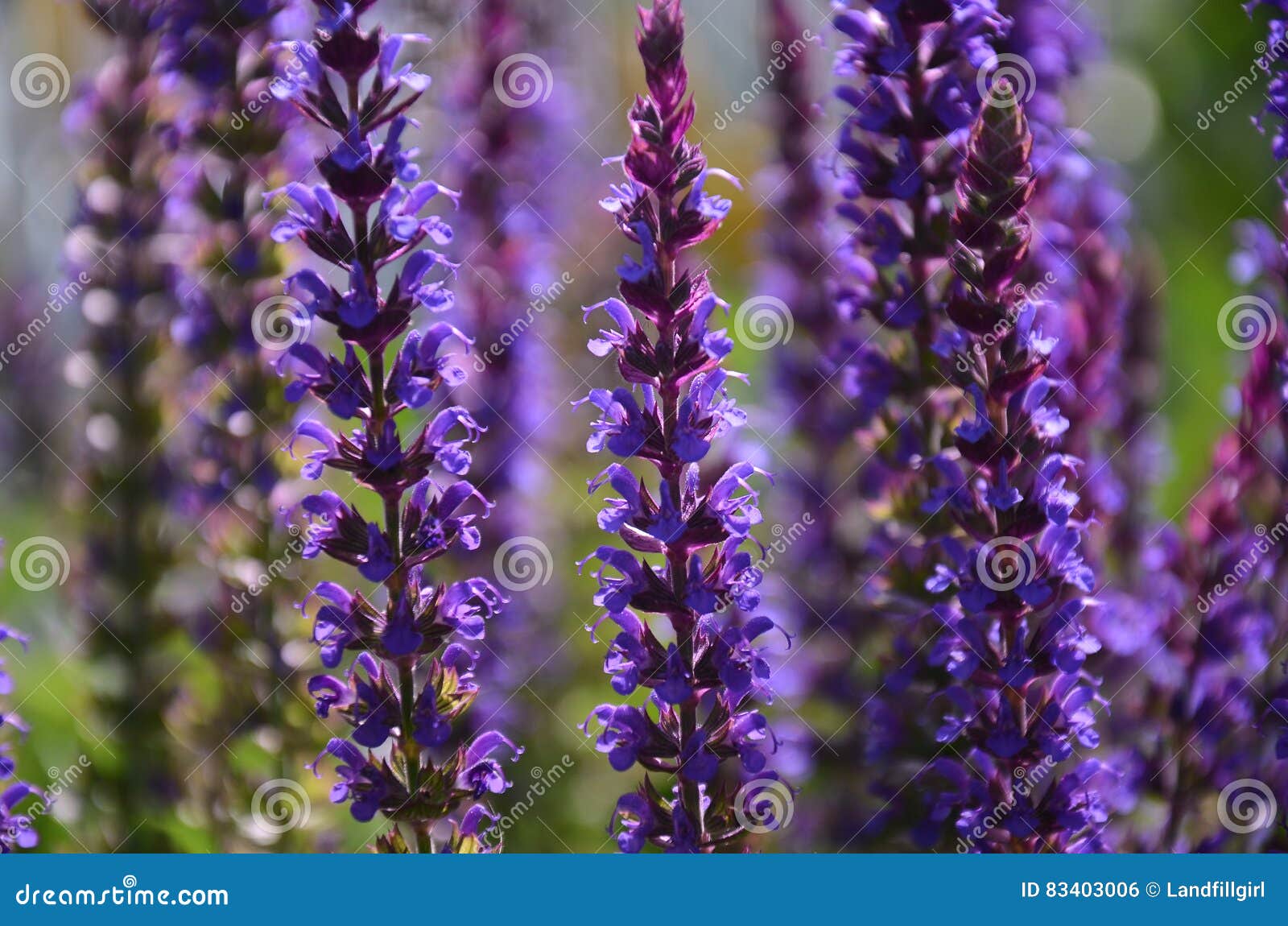 Lavender Plant Close Up stock photo. Image of lavender - 83403006