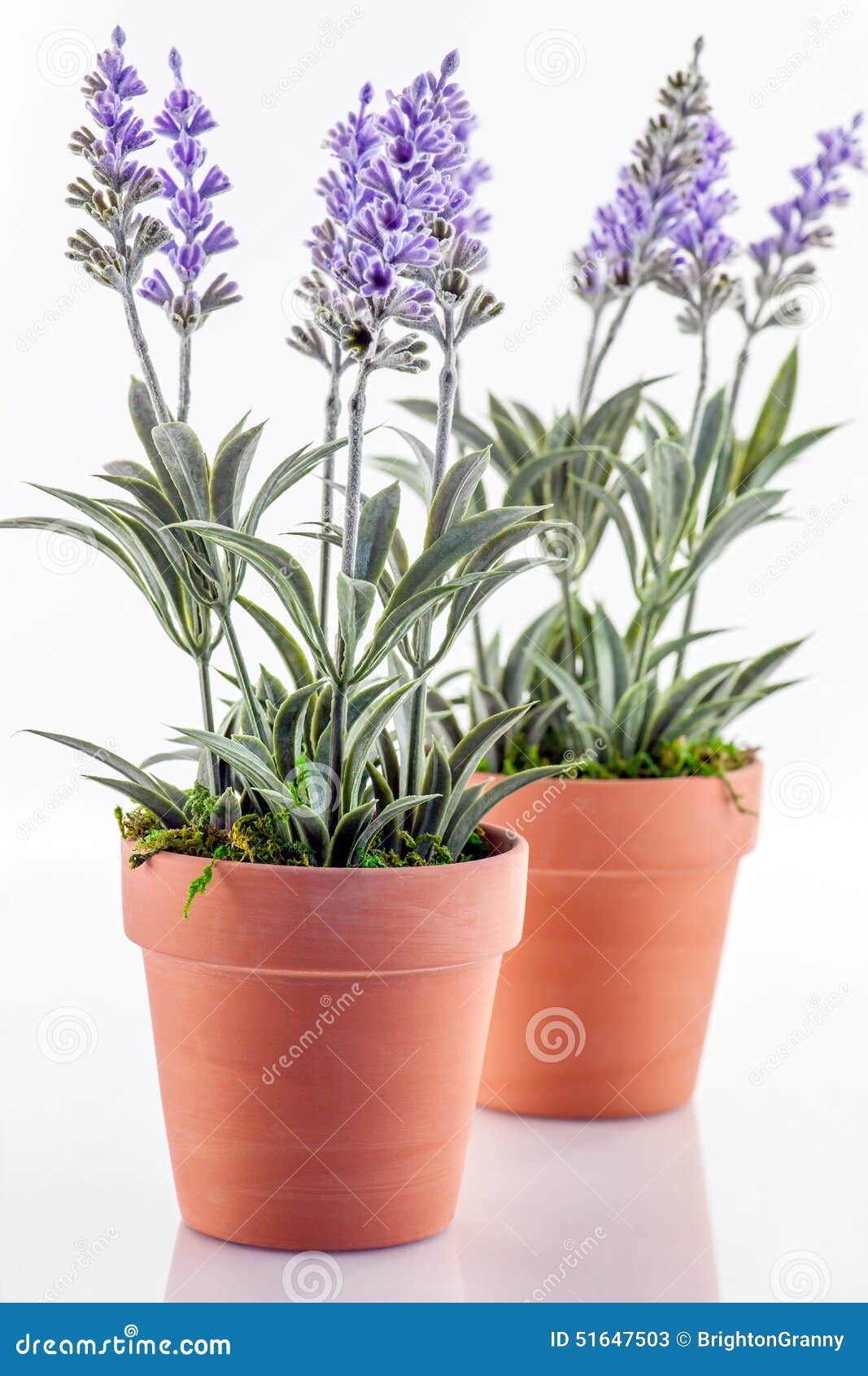 Lavender plants stock image. Image of pots, blossom, garden - 51647503