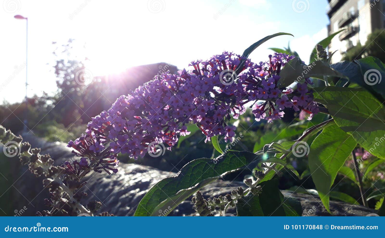 Lavender stock photo. Image of flare, plants, nature - 101170848