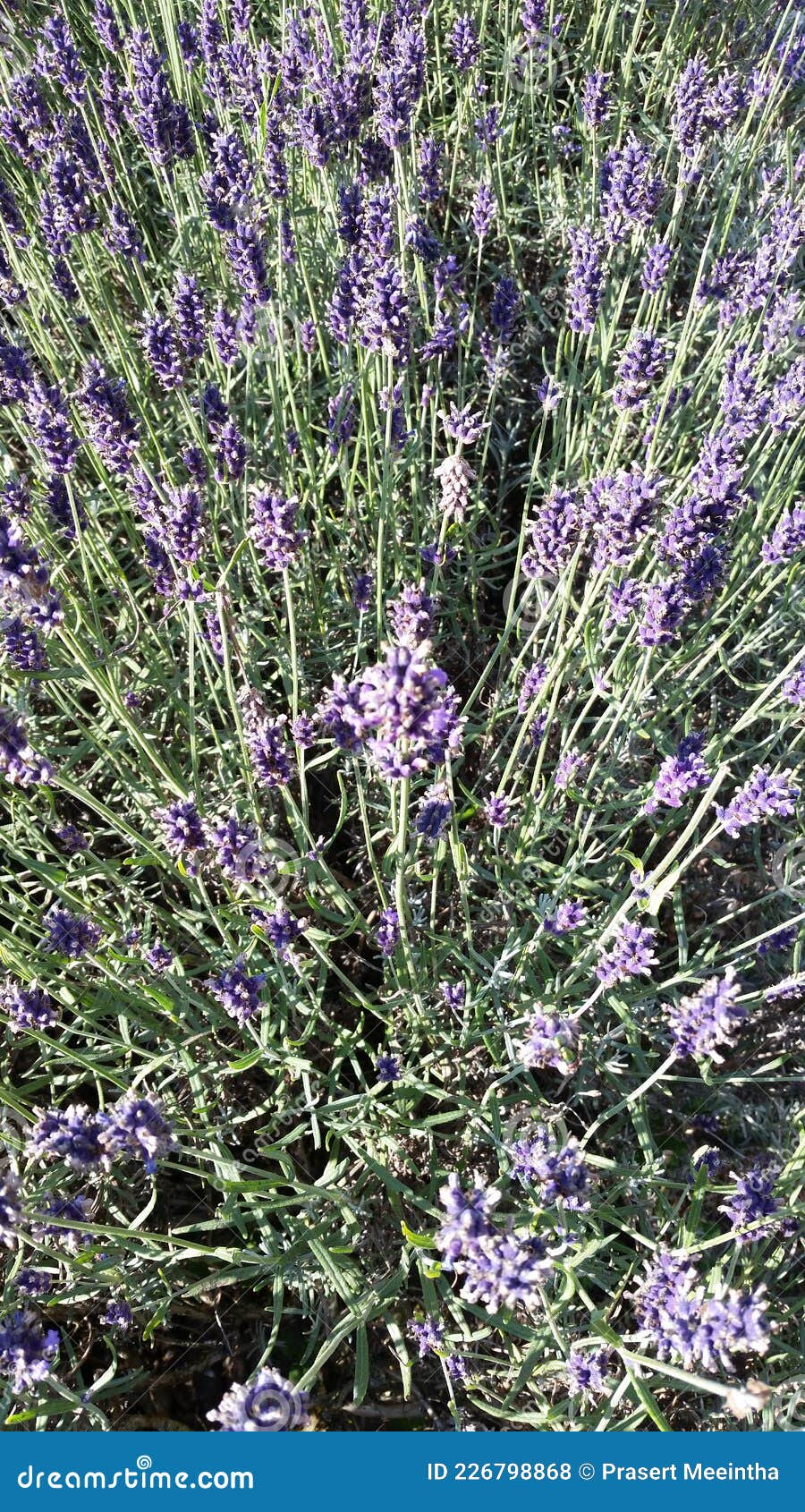 Sweet Lavender Garden stock photo. Image of blossoming - 226798868