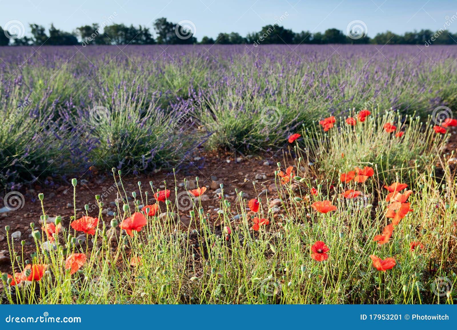 Lavender and poppies stock image. Image of lavender, cote - 17953201