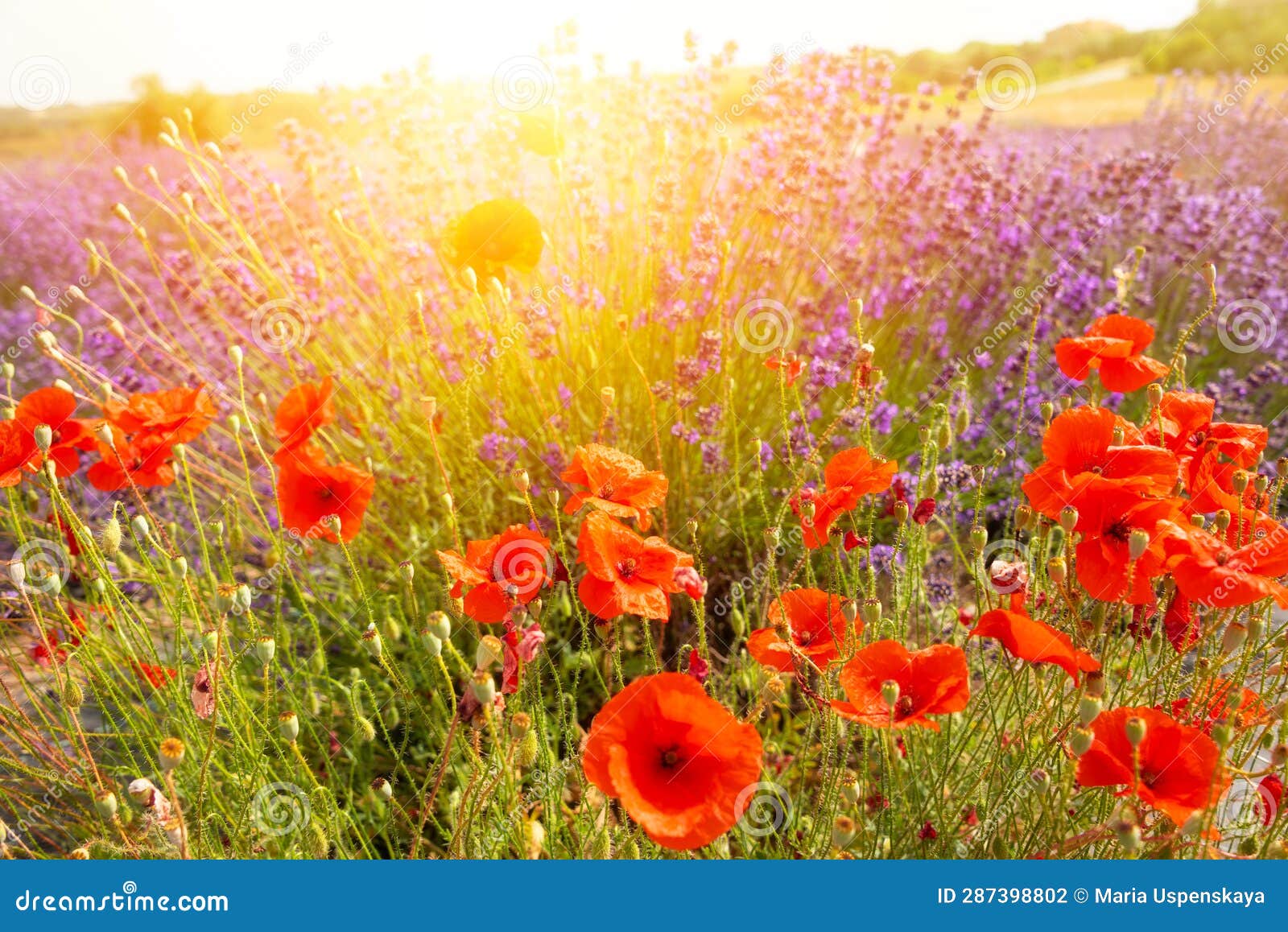 Lavender and Poppies on Flower Field in Summer Stock Photo - Image of ...