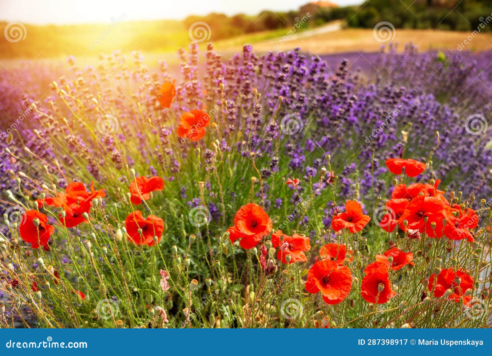 Lavender and Poppies on Flower Field in Summer Stock Image - Image of ...