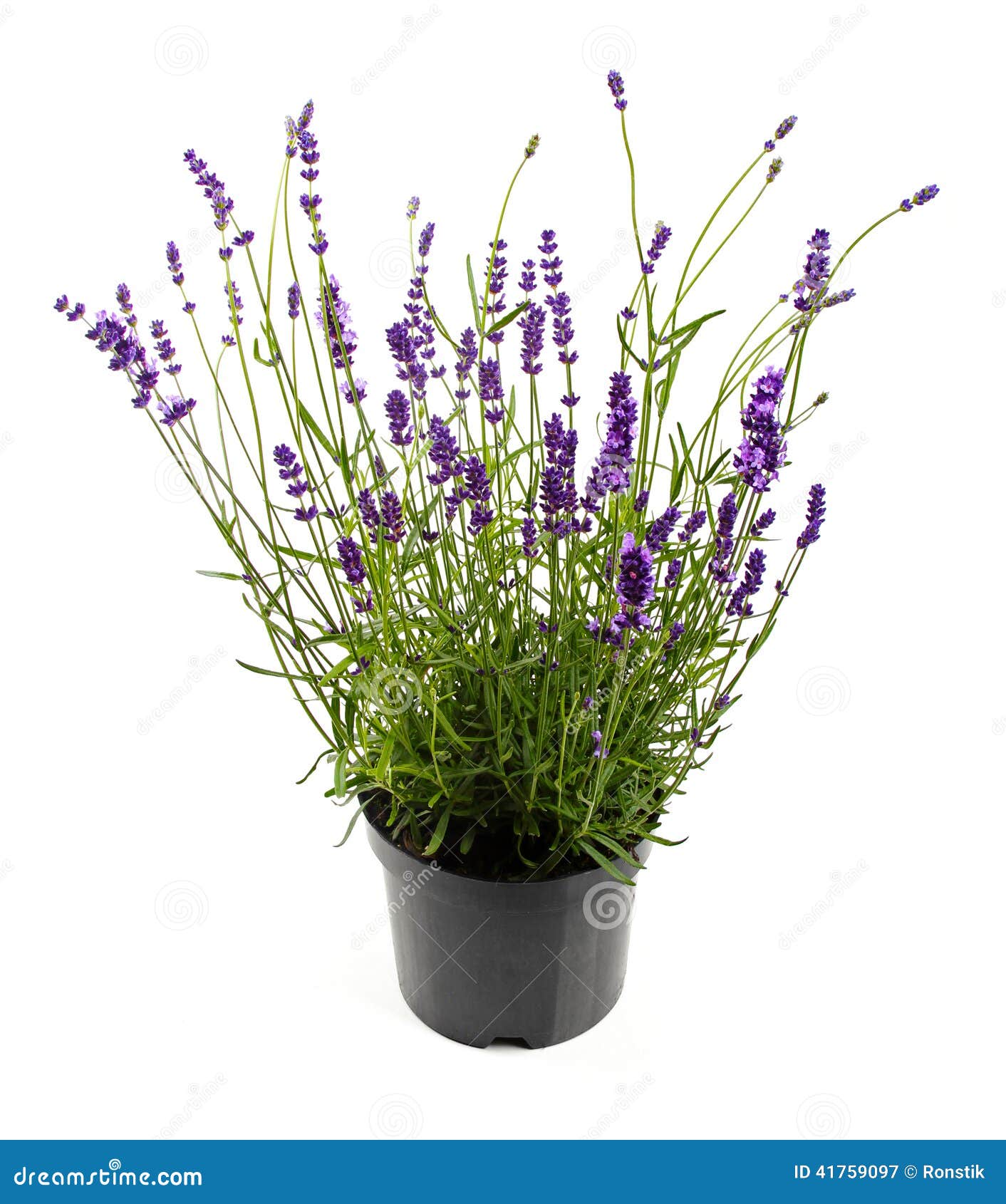 Lavender in Pot Isolated on White Stock Image - Image of isolated ...