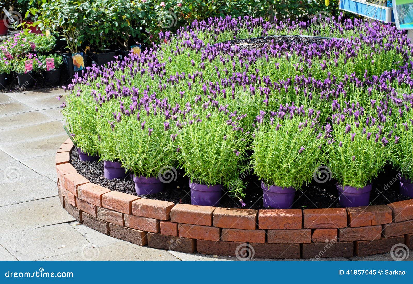 Lavender stock image. Image of flowers, bloom, decorative - 41857045