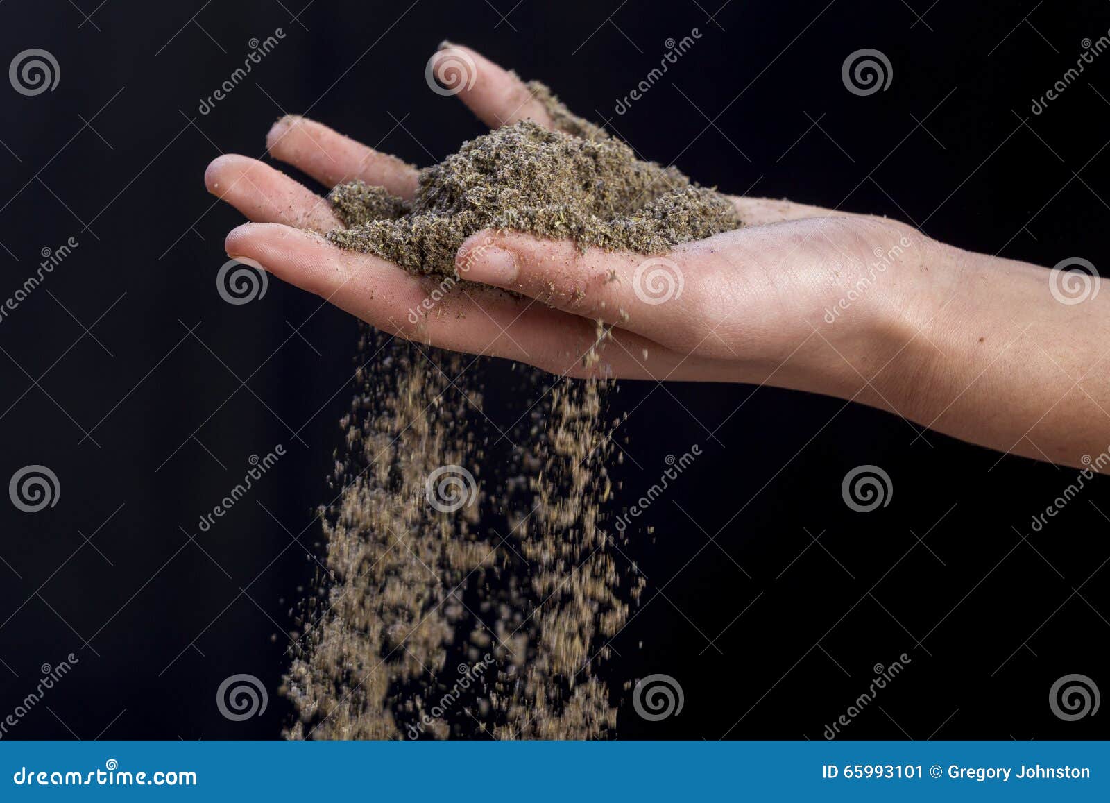 Lavender Powder Flows from Hand. Stock Image - Image of aroma ...