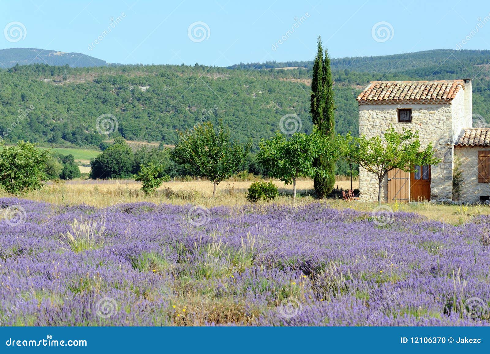 Lavender in Provence (France) Stock Photo - Image of nature, crop: 12106370