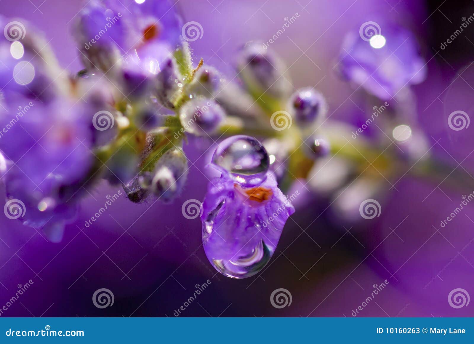 Lavender Rain stock image. Image of flora, lavender, closeup - 10160263