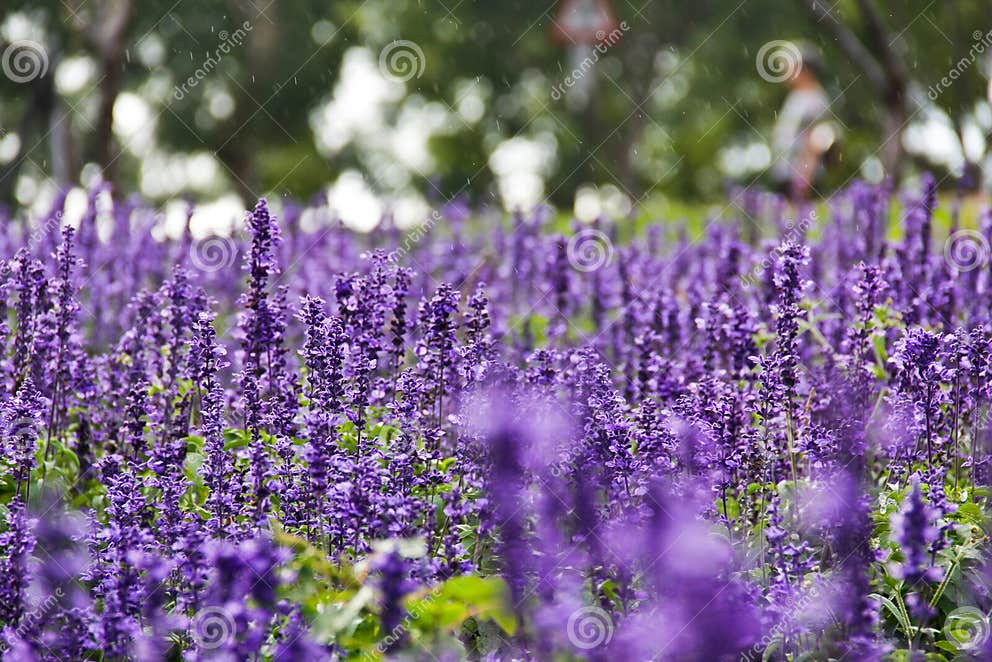Lavender in the Rain stock photo. Image of beauty, environmental - 46350186