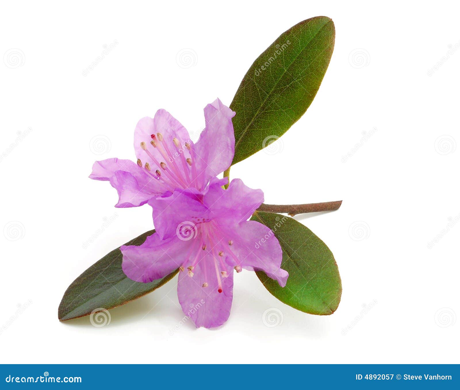 Lavender Rhododendron stock image. Image of purple, rhododendron - 4892057