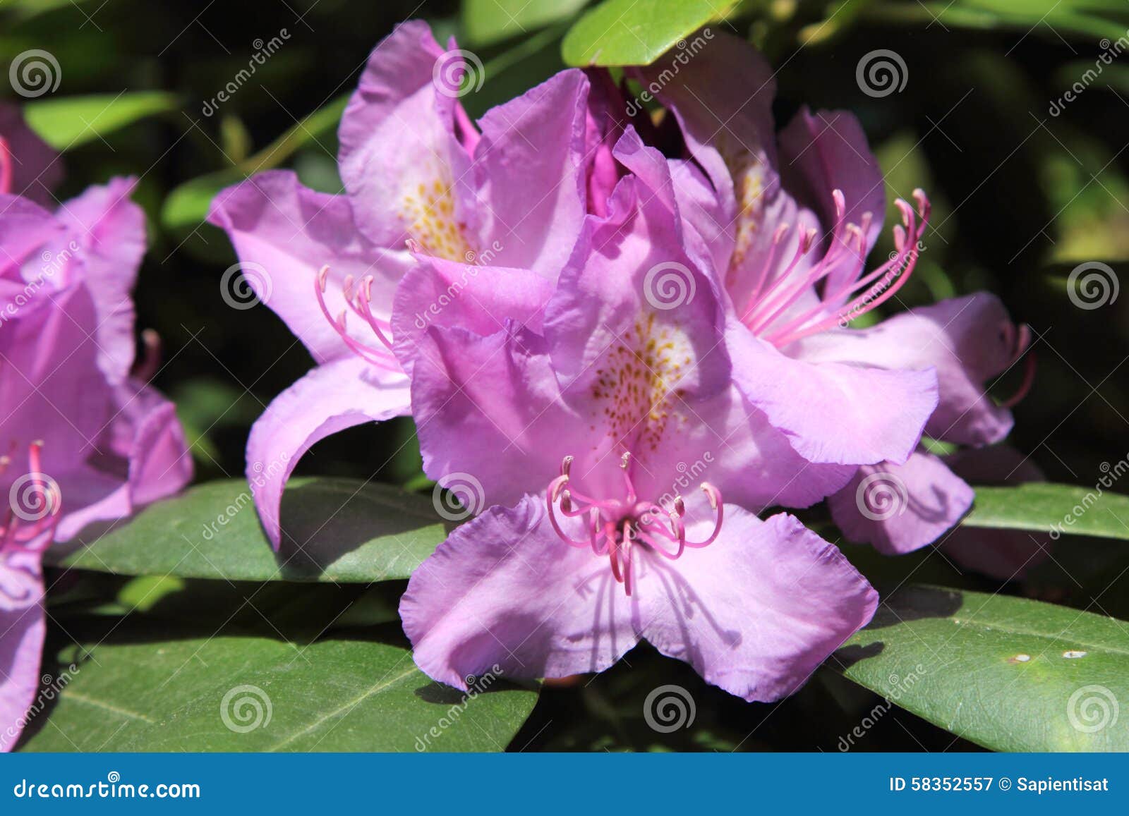 Lavender rhododendron stock image. Image of sepals, delicate - 58352557