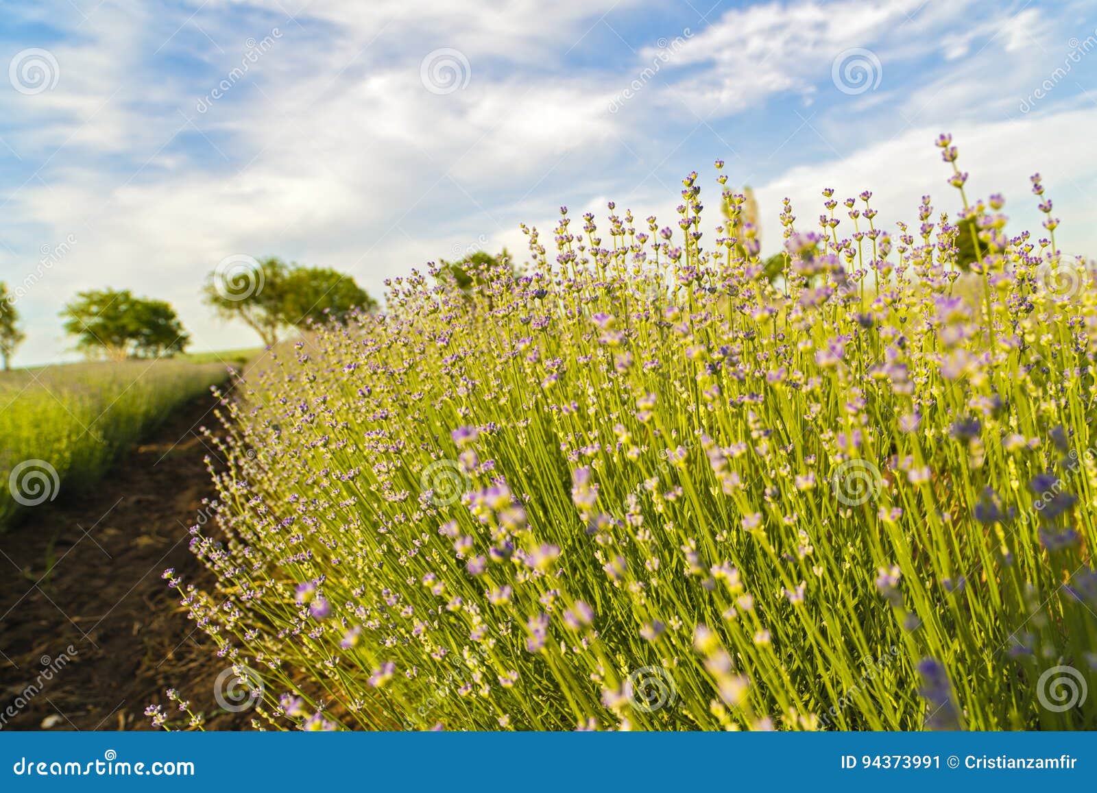 Lavender Roots at the Beginning of Bloom Stock Image - Image of ...