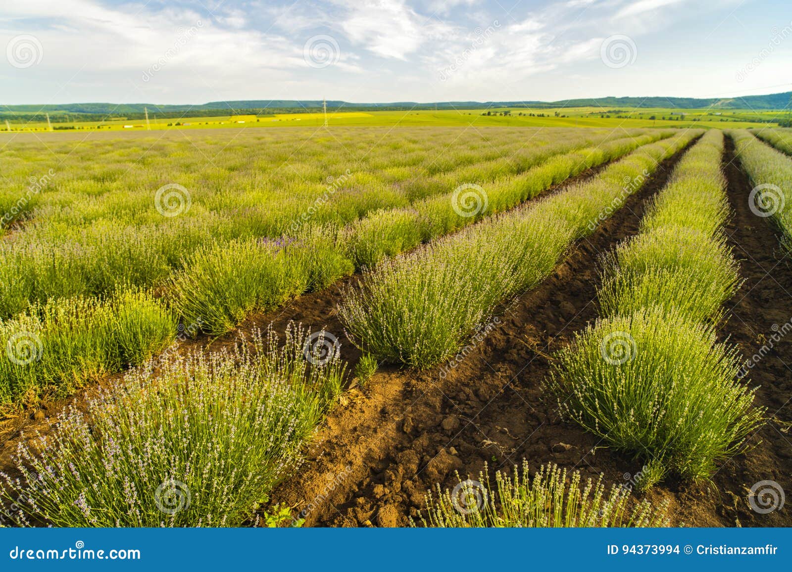 Lavender Roots at the Beginning of Bloom Stock Photo - Image of herbal ...