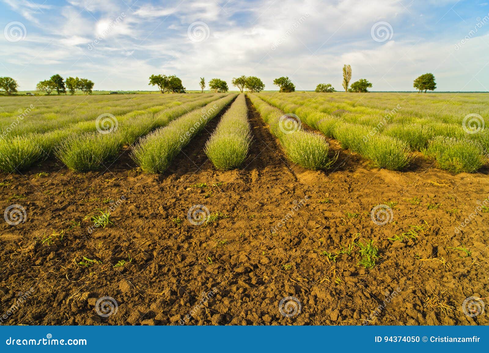 Lavender Roots at the Beginning of Bloom Stock Photo - Image of herb ...