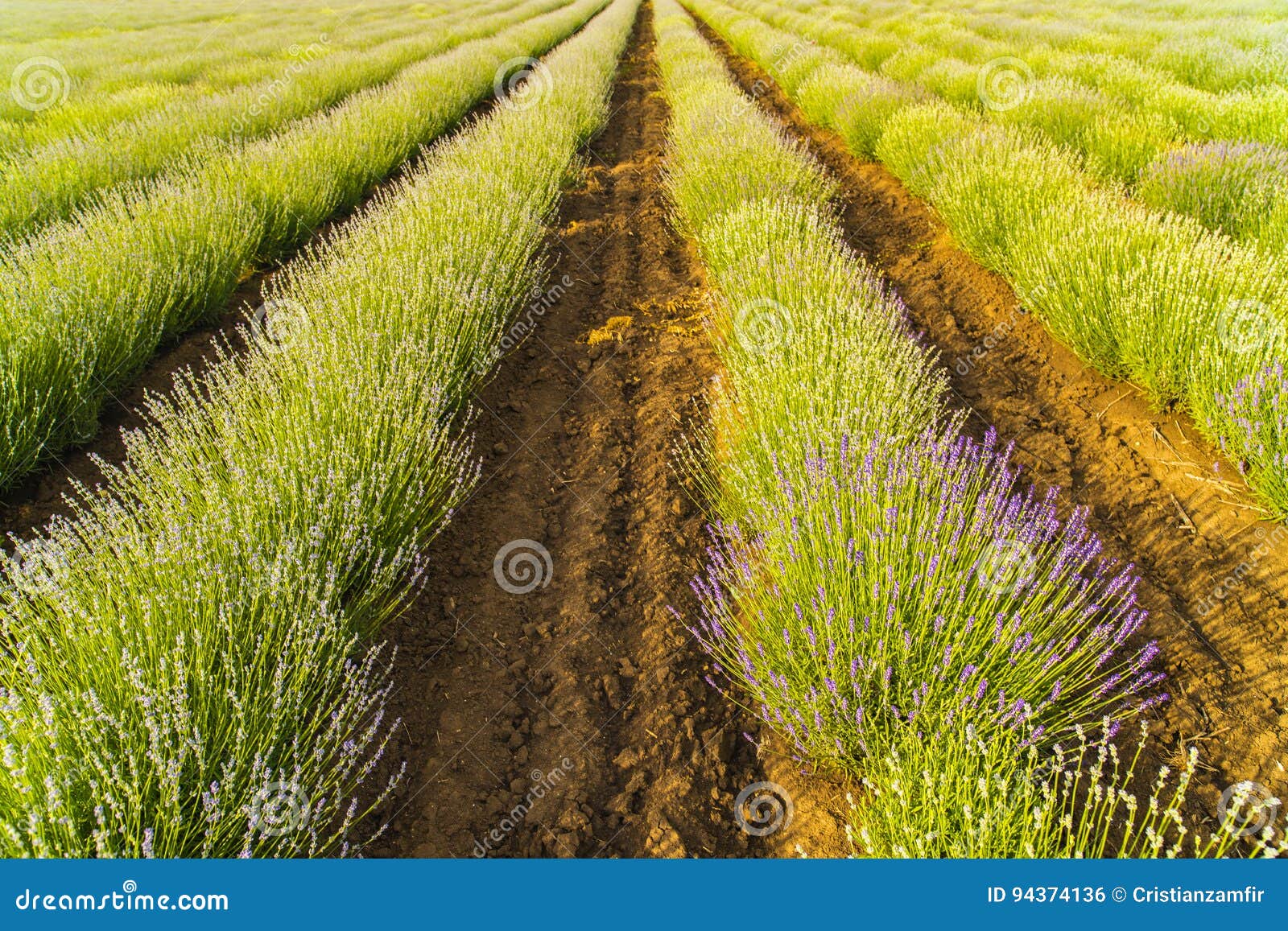 Lavender Roots at the Beginning of Bloom Stock Photo - Image of ...