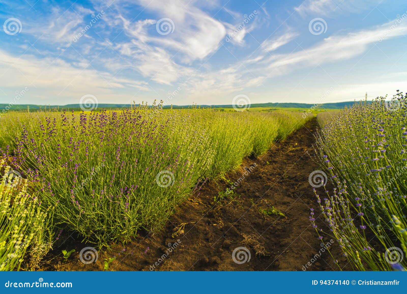 Lavender Roots at the Beginning of Bloom Stock Photo - Image of herbal ...