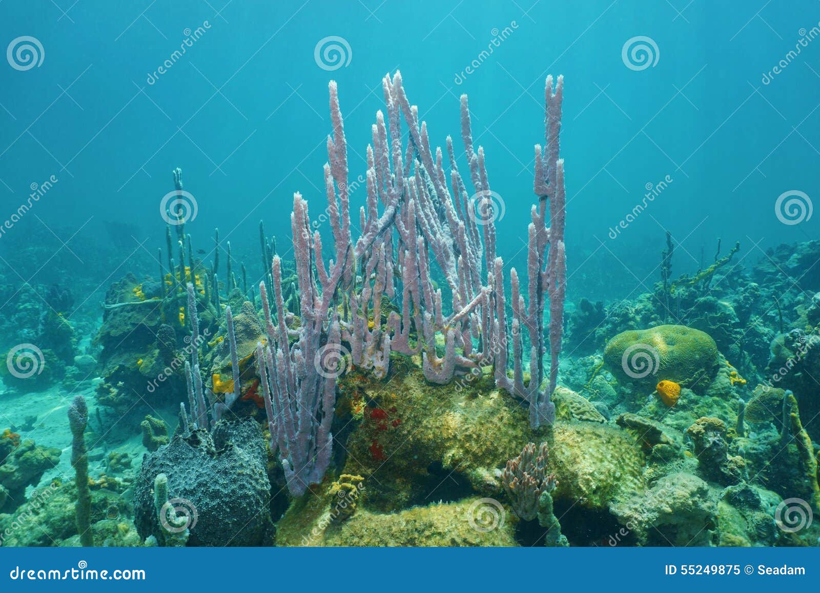 Lavender Rope Sponge Niphates Erecta Stock Image - Image of central ...
