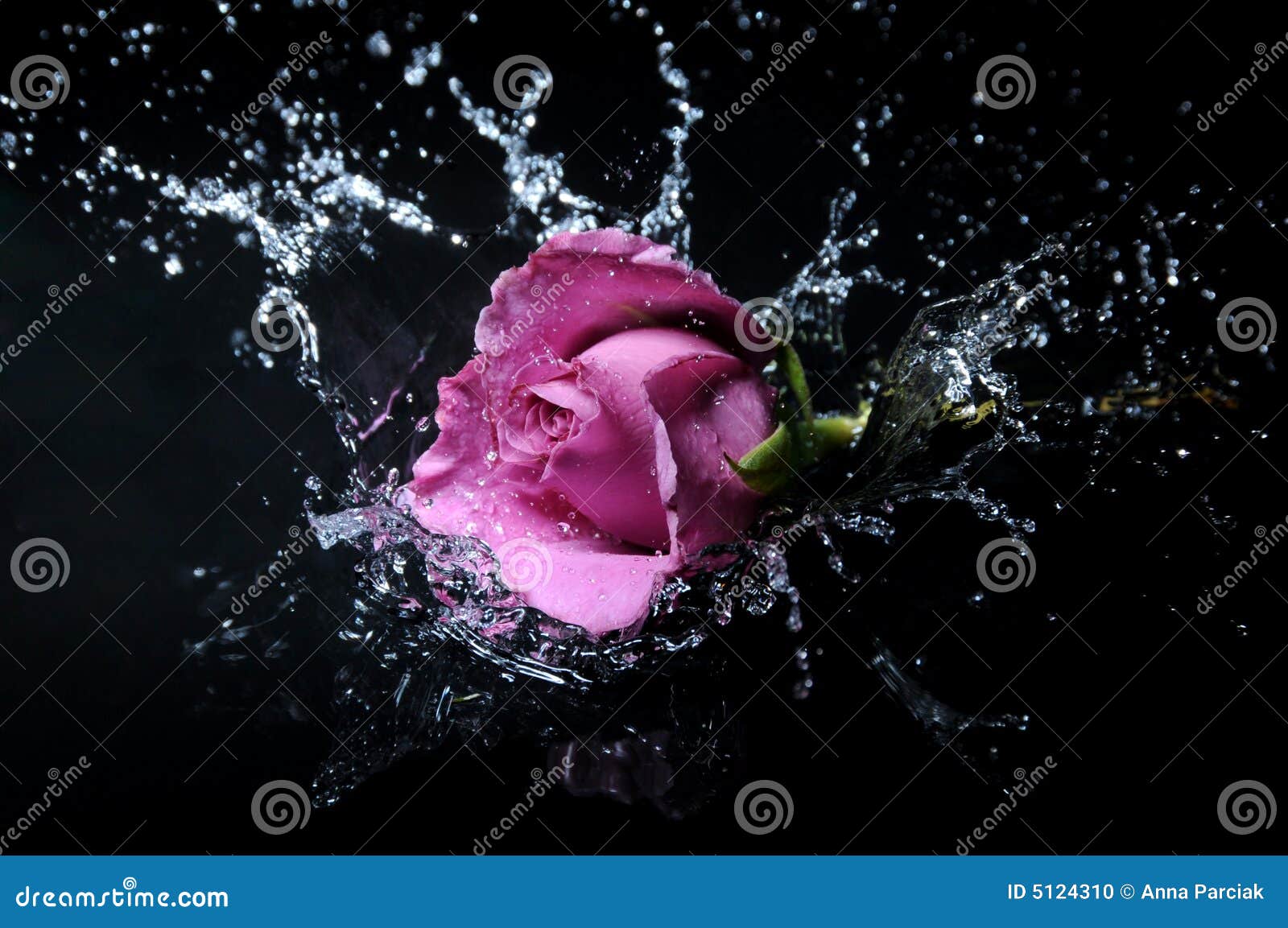 Lavender rose splash stock photo. Image of black, splash - 5124310