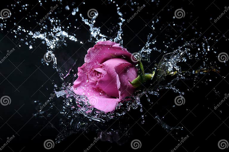 Lavender rose splash stock photo. Image of black, splash - 5124310