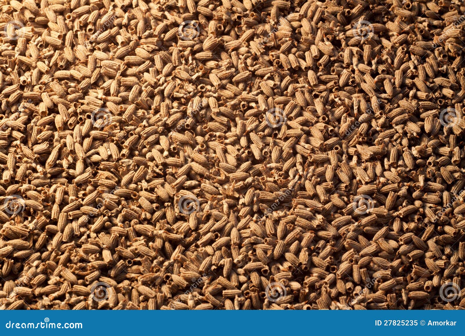 Lavender seeds stock image. Image of macro, seeds, closeup - 27825235