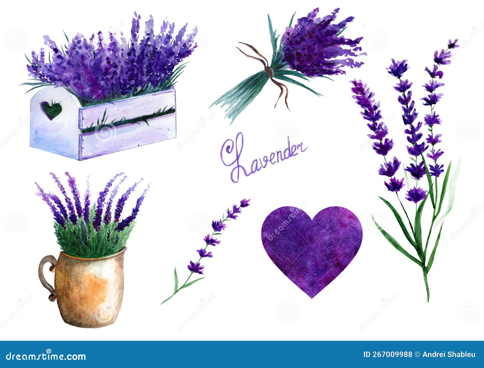 Lavender Set Flowers Elements. Botanical Illustrations are Drawn by ...