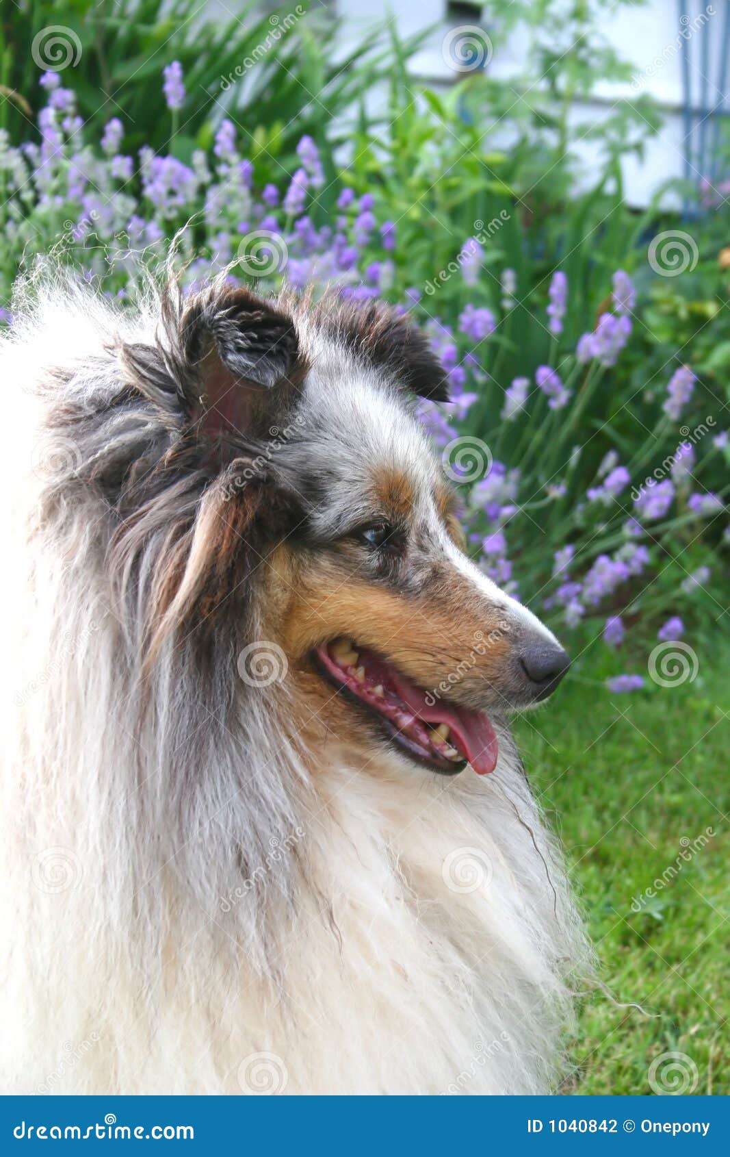 419 Lavender Pets Stock Photos - Free & Royalty-Free Stock Photos from ...