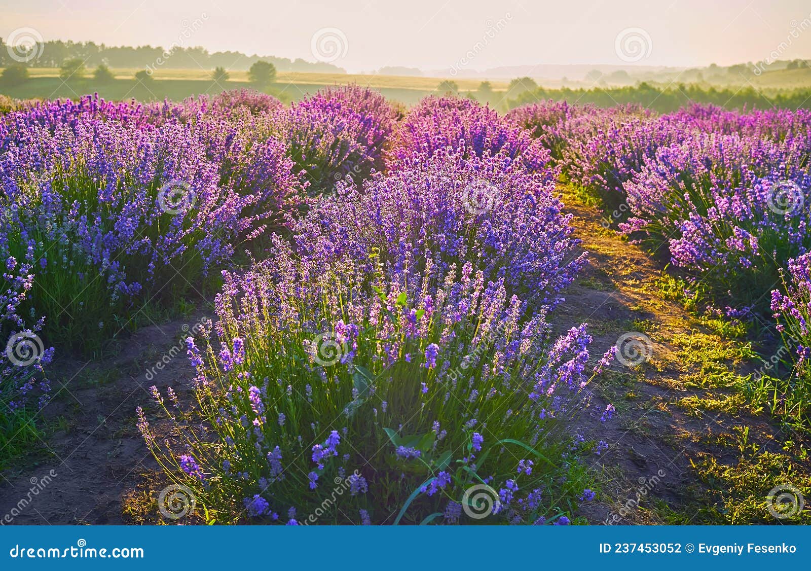 Lavender Shrubs on the Field Stock Photo - Image of haze, lavandula ...