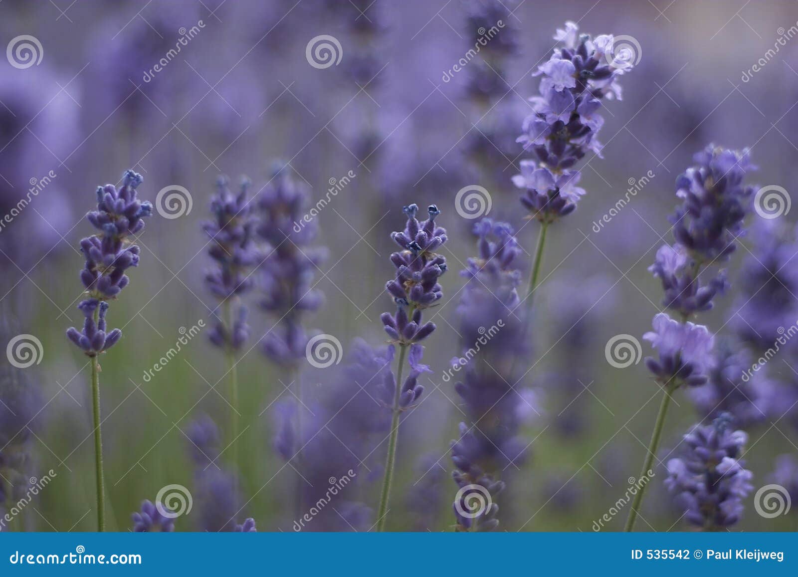 Lavender in softfocus stock photo. Image of mauve, growth - 535542