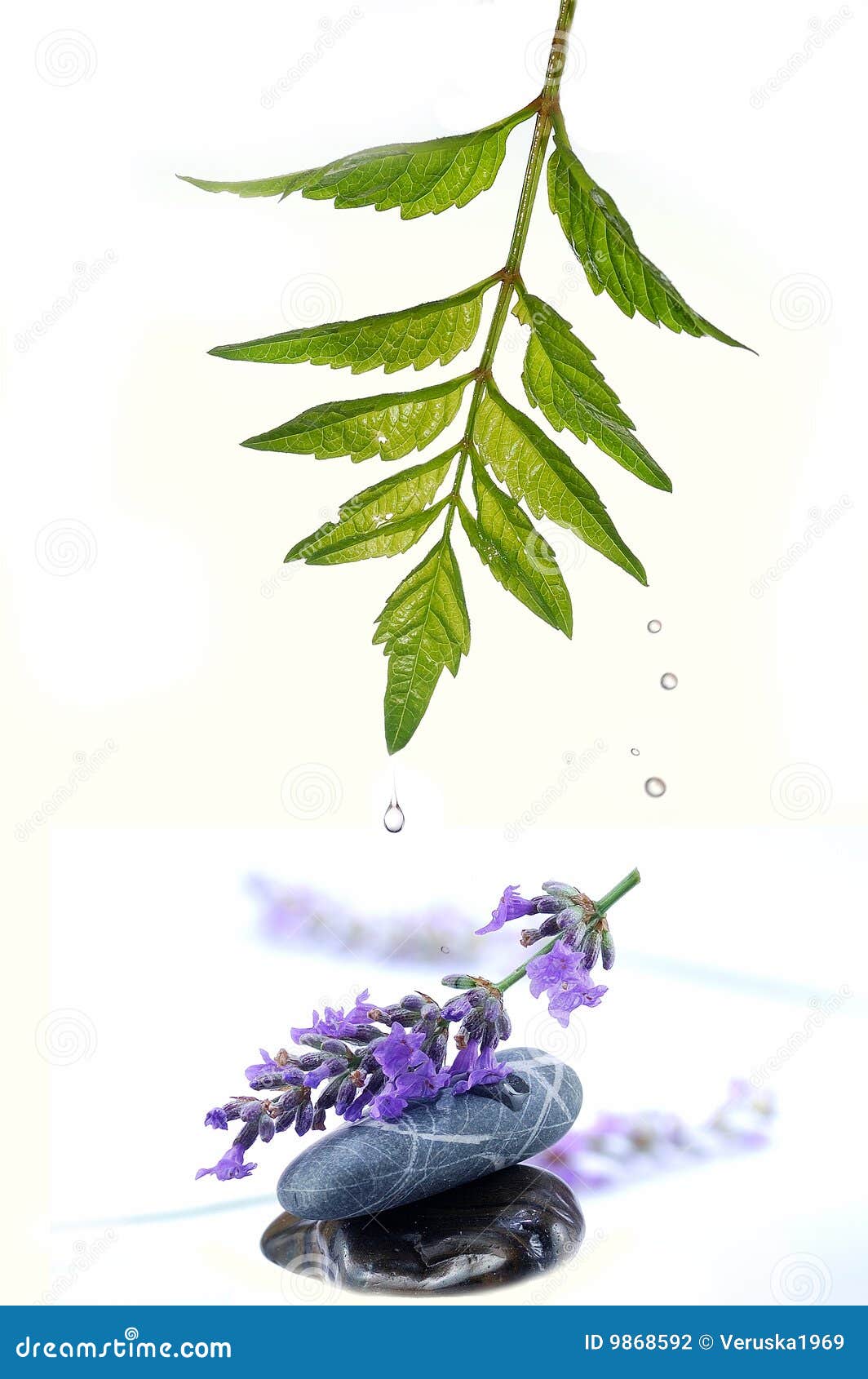 Lavender splash stock photo. Image of freshness, aromatic - 9868592